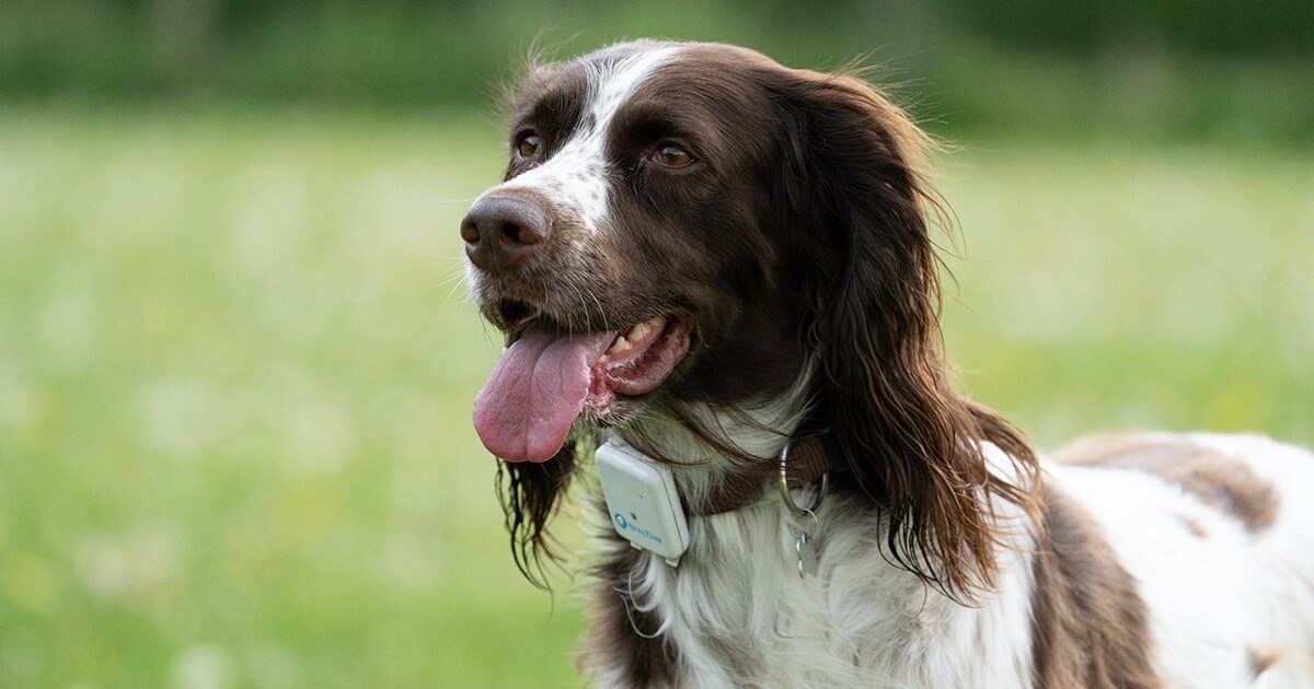 Ny teknik? Nej tack säger djurägare - Brukshunden