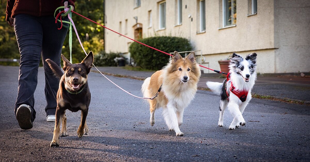 Ta en promenad för hemlösa hundar - Brukshunden