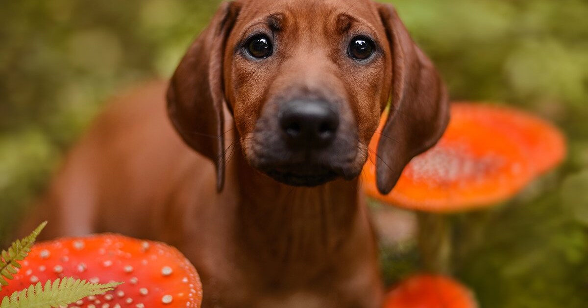 Håll koll på höstens faror - Brukshunden