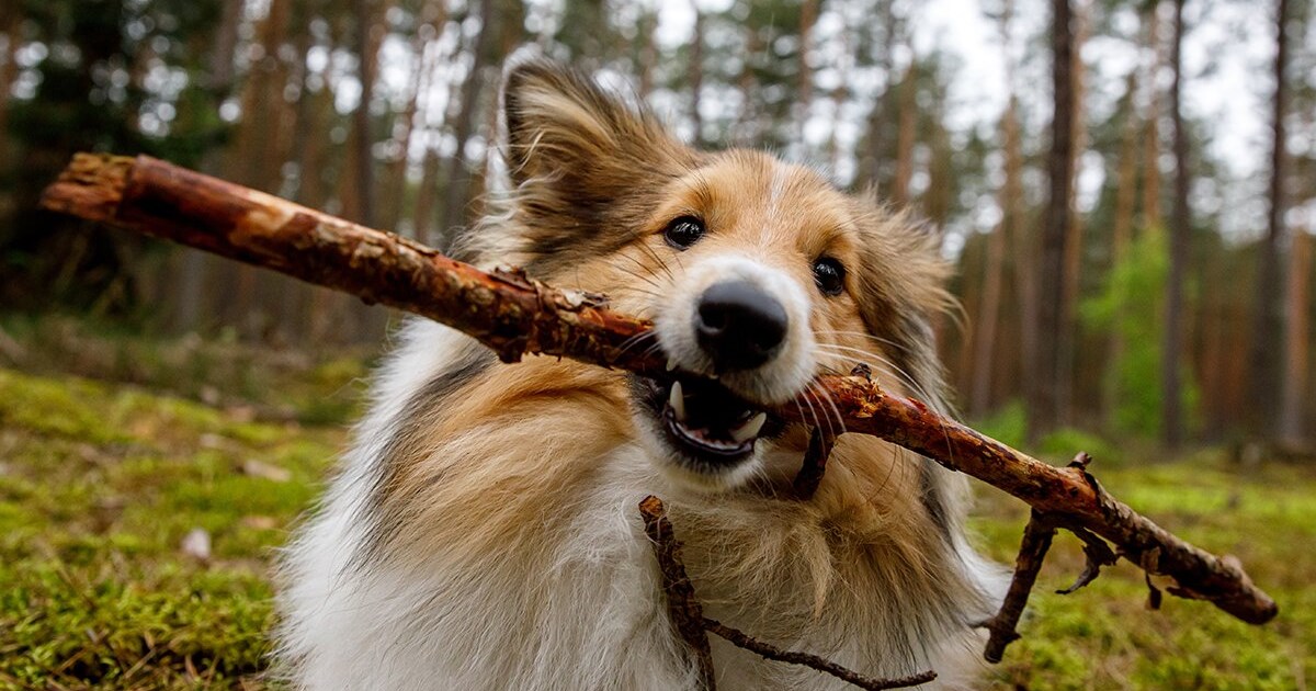 Så får du loss en pinne som fastnat - Brukshunden