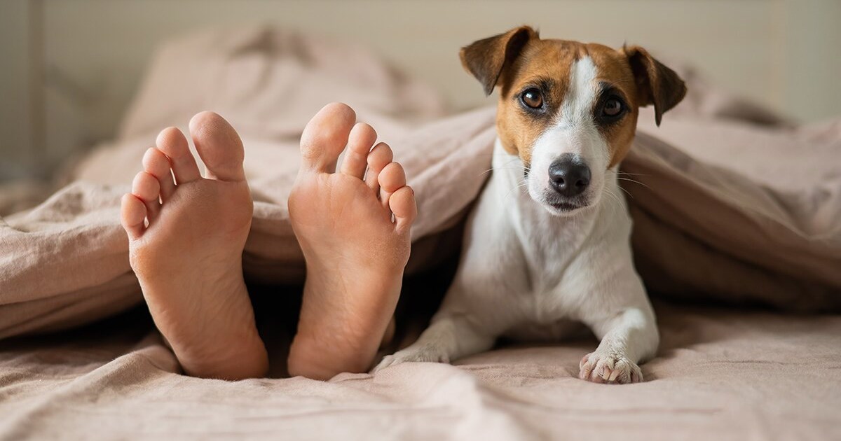 70 procent låter hunden sova i sängen - Brukshunden