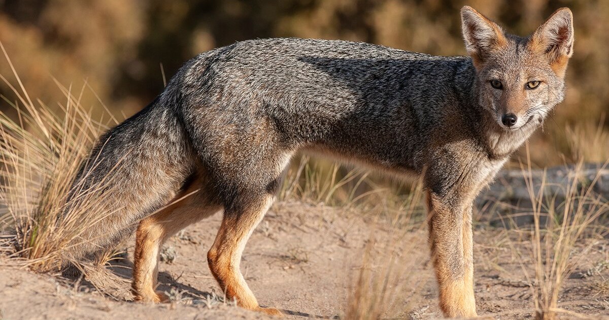Hybrid mellan hund och räv - Brukshunden