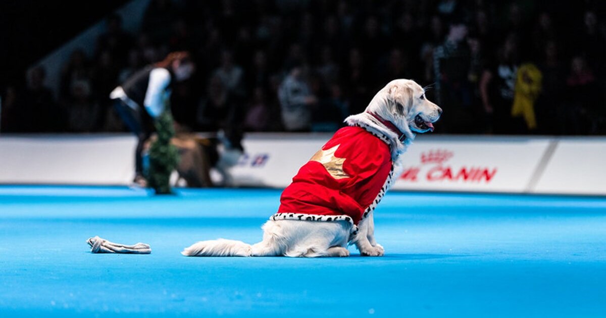 Boka in MyDOG 2024 - Brukshunden