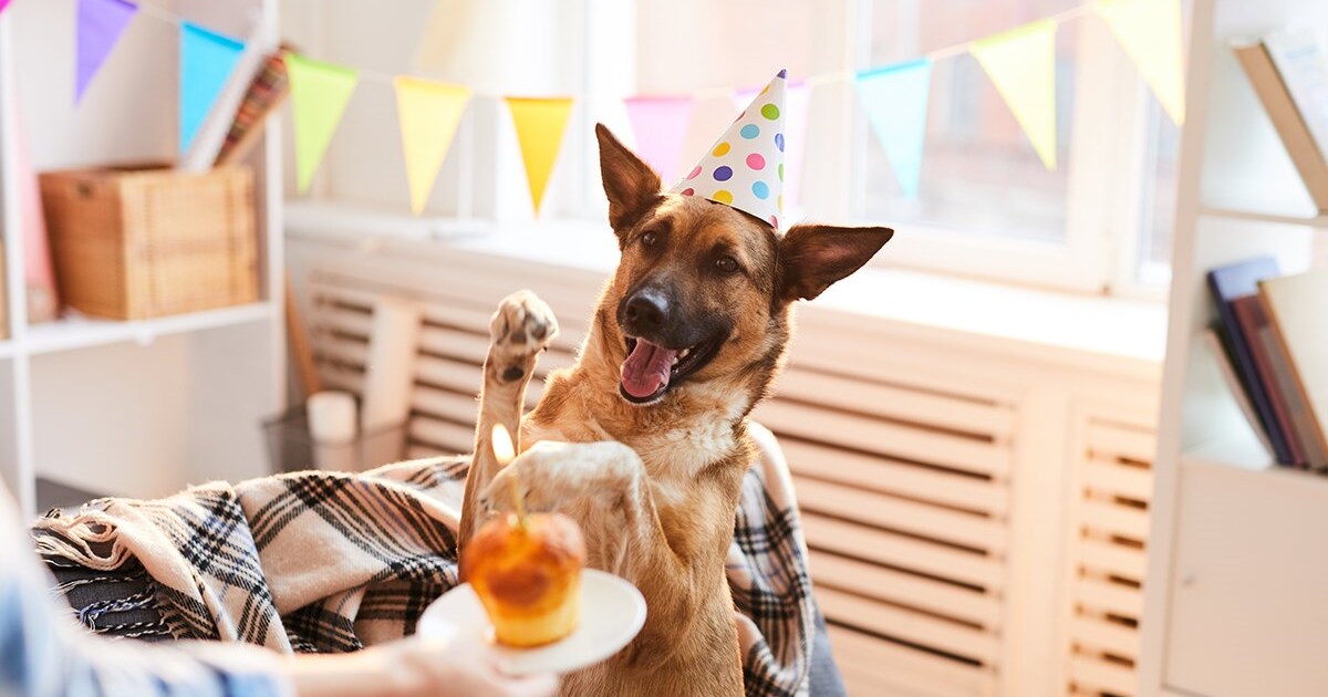 Namnsdagskalender för husdjur - Brukshunden