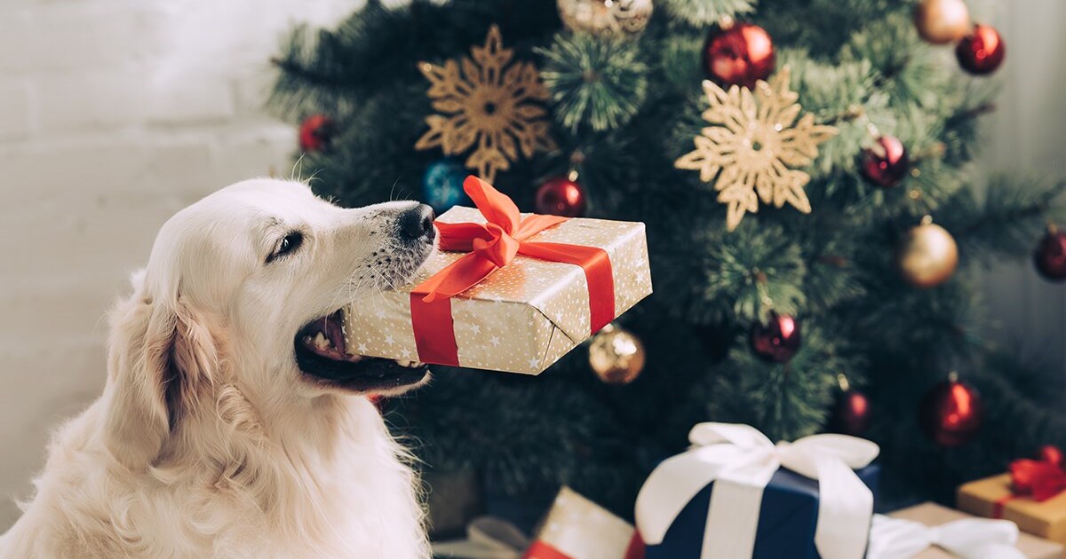 Se upp för julens faror - Brukshunden