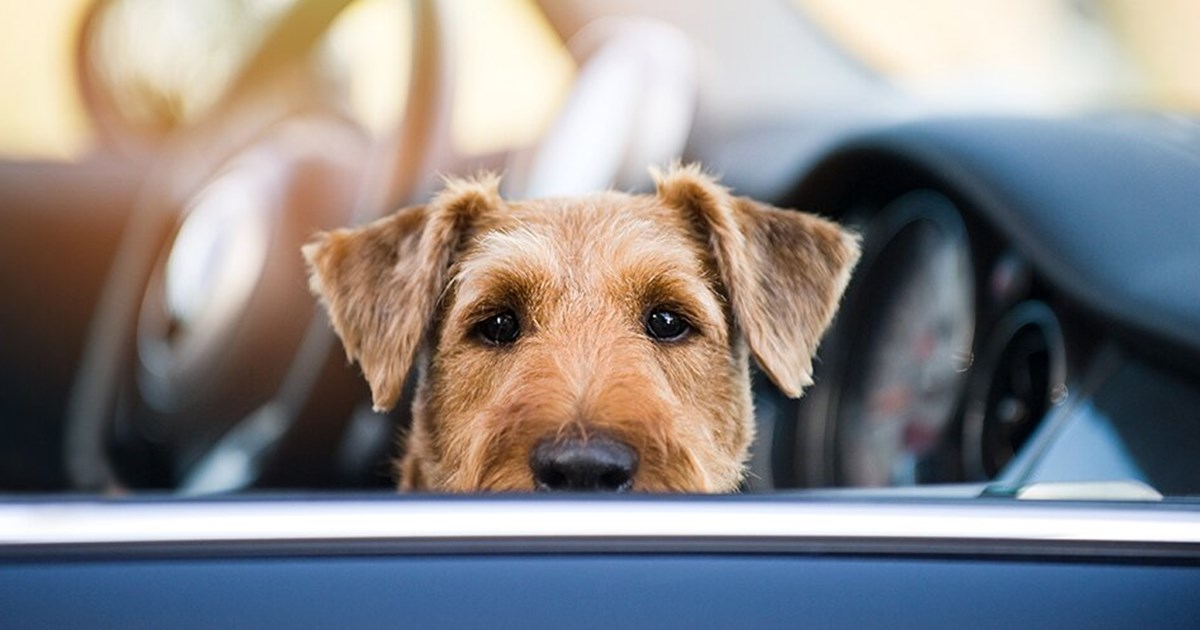 Smart parkering för hunden i sommar - Brukshunden