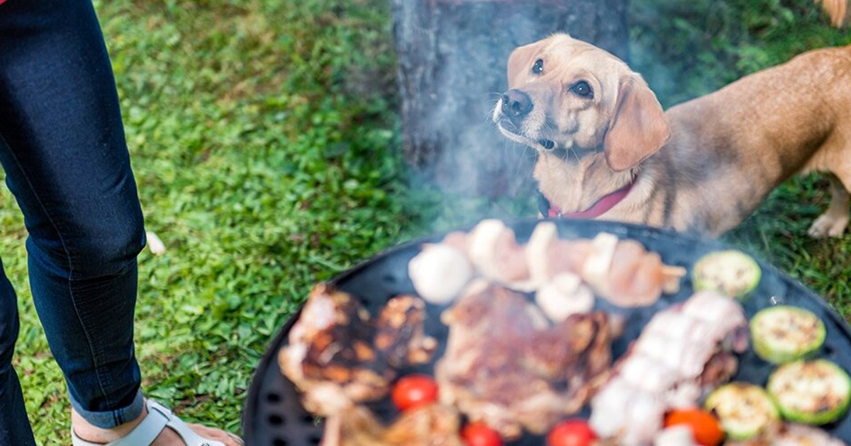 Grillat? Nej tack! - Brukshunden