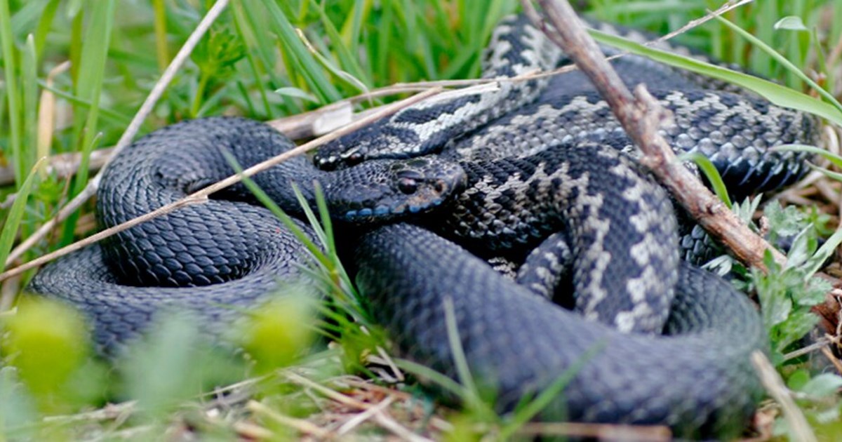 Var på hugget! Det är ormarna … - Brukshunden