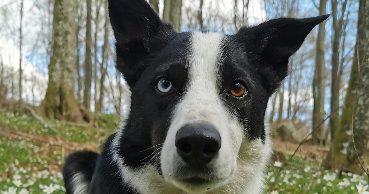 Border collie - hundvärldens Rolls-Royce?